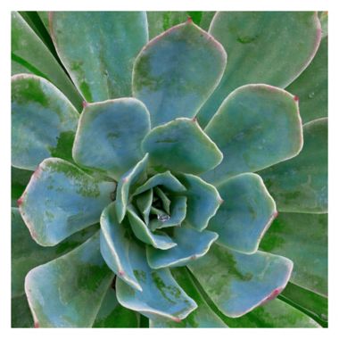 Robin Constable Hanson Awakening Canvas Wall Art | Bed Bath & Beyond